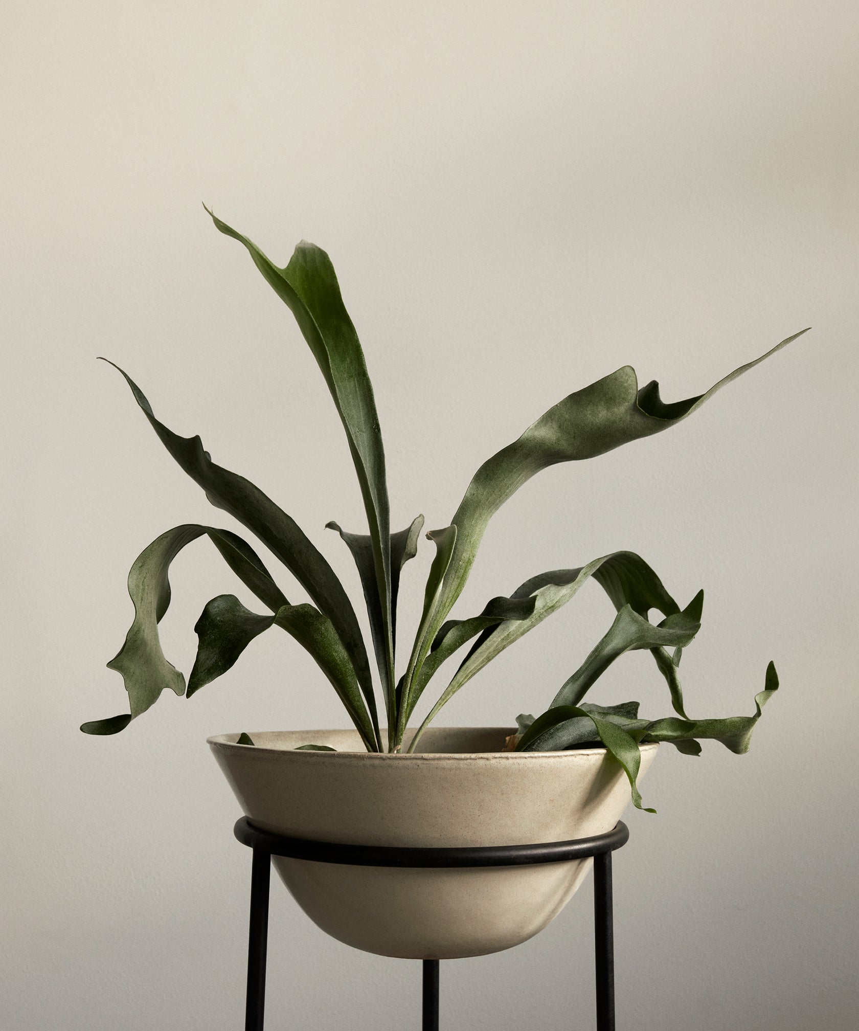Shop Glazed Daiza Planter | Available in 4 Sizes – TRNK