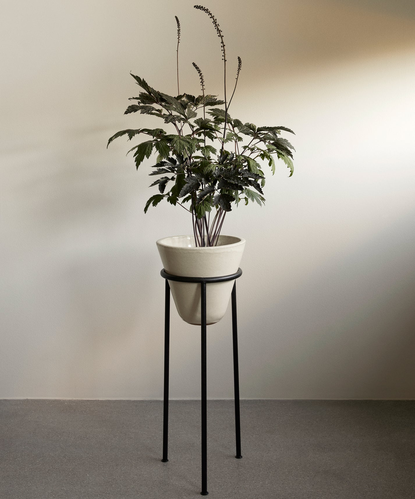 Shop Glazed Daiza Planter | Available in 4 Sizes – TRNK